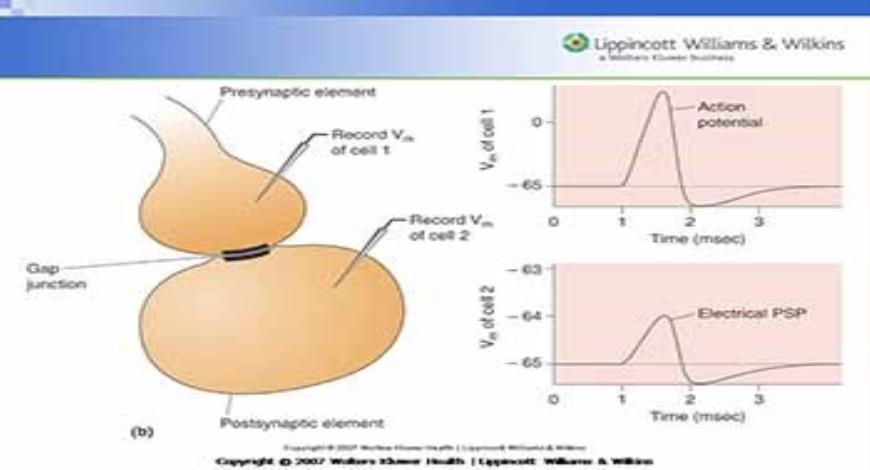 Download Free Medical Synaptic Transmission PowerPoint Presentation