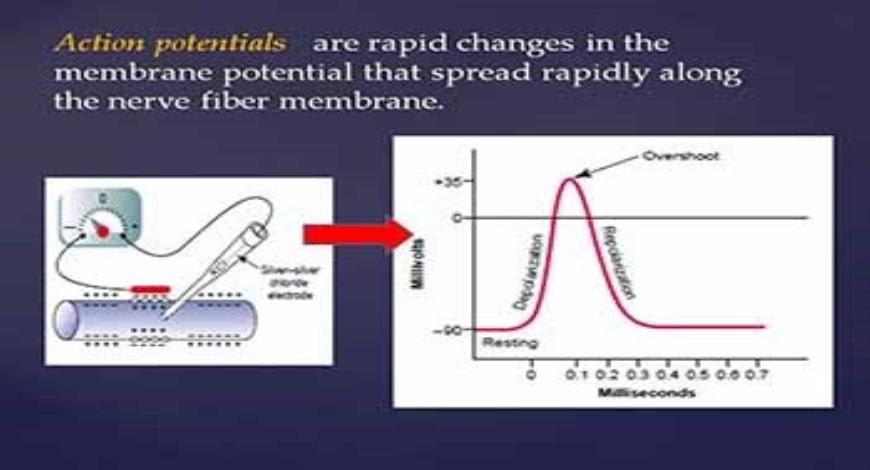 Download Free Medical Membrane Potentials and Action Potentials ...