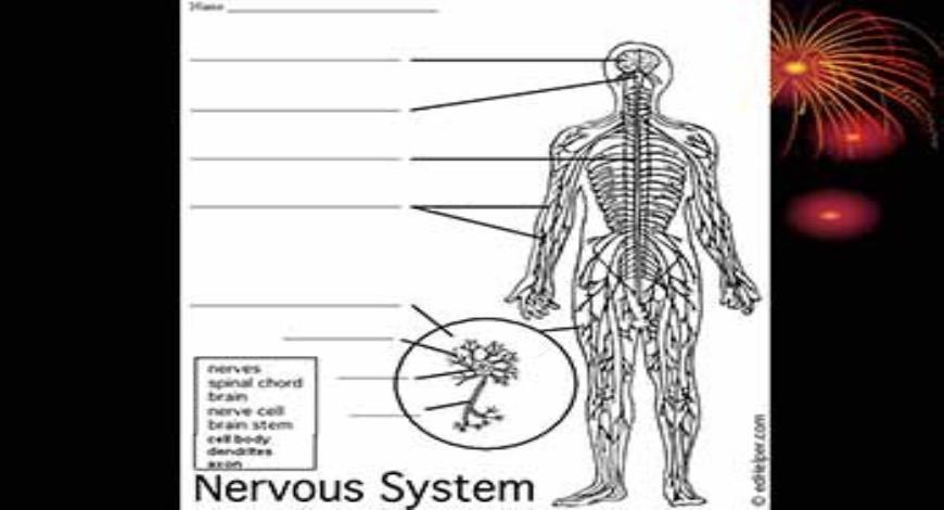 Download Free Medical The Nervous System PowerPoint Presentation
