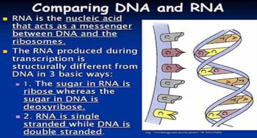 Download Free Medical RNA and Protein Synthesis PowerPoint Presentation