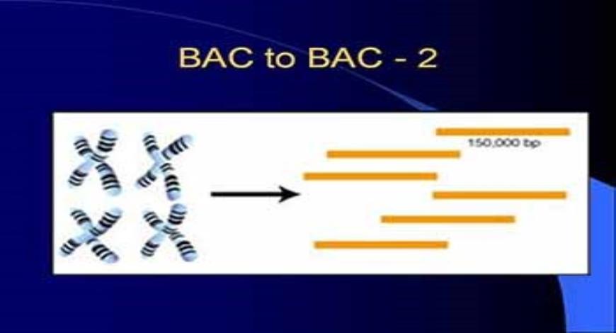 Download Free Medical The Human Genome Race PowerPoint Presentation