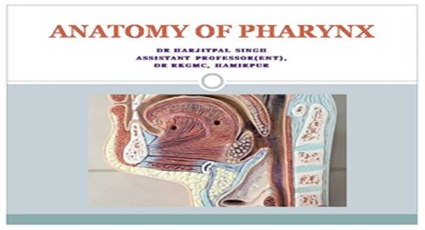 Download Free Medical ANATOMY OF PHARYNX PowerPoint Presentation