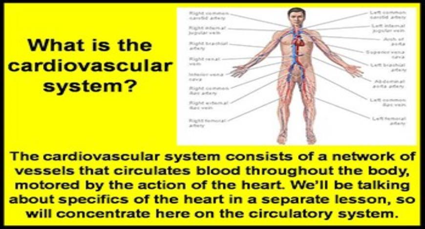 Download Free Medical Cardiovascular System PowerPoint Presentation