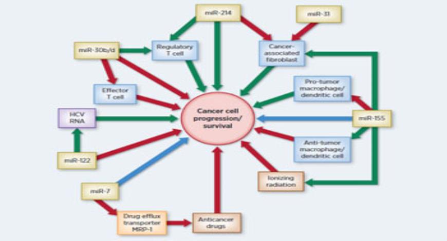 Download Medical Notes on OncomiR or Tumor Suppressor-The Duplicity of ...