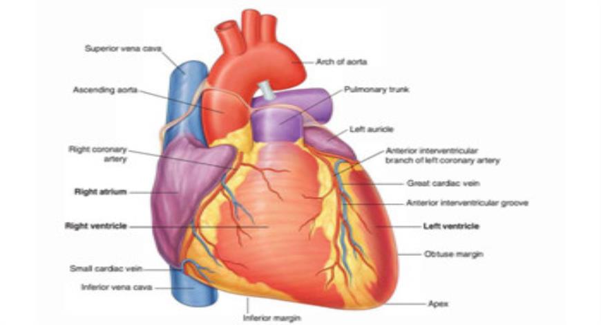 Download Medical Notes on Cardiovascular System