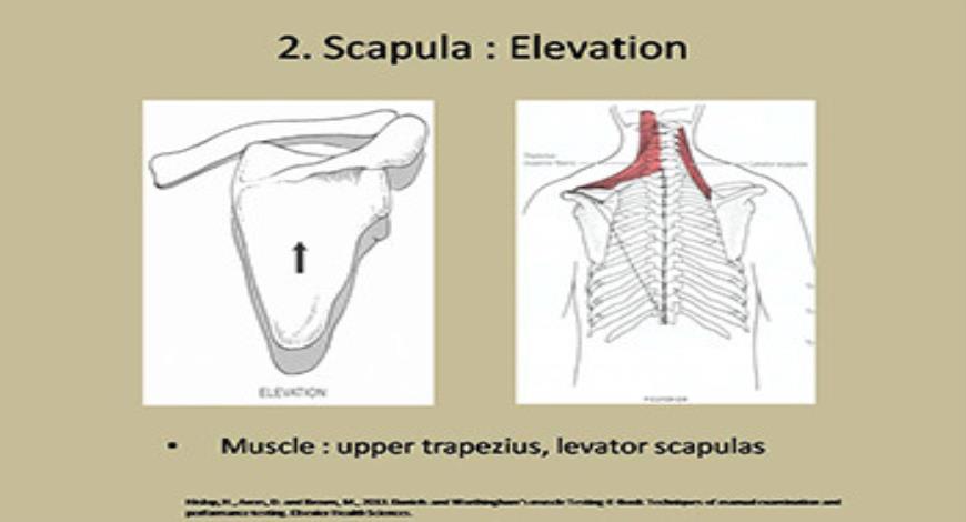 Download Free Medical MMT Upper Extremity Examination-Scapula and ...