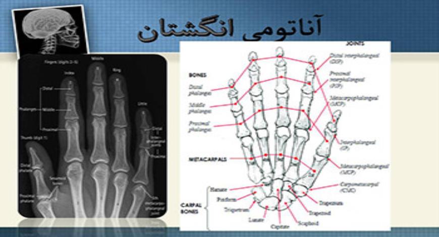 Download Free Medical Finger Anatomy PowerPoint Presentation