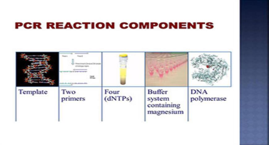 Download Free Medical Polymerase Chain Reaction PowerPoint Presentation
