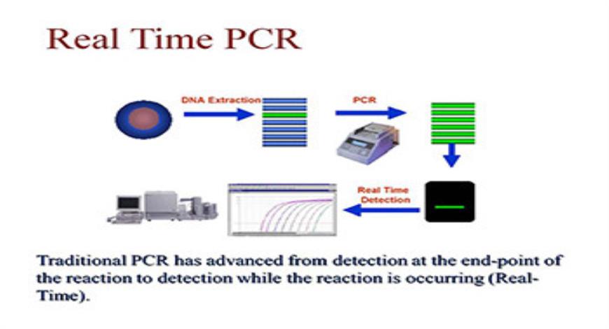 Download Free Medical Real Time PCR PowerPoint Presentation