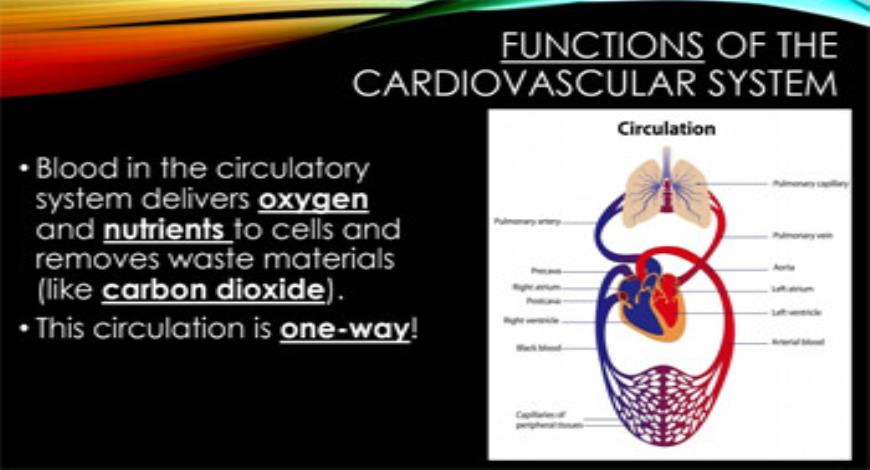 Download Medical Notes on Cardiovascular System Health Science Notes
