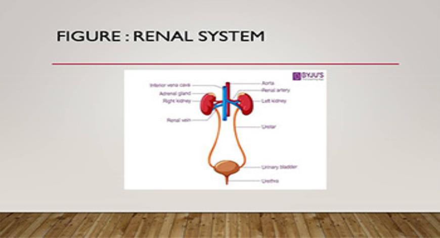 Download Free Medical Urinary System PowerPoint Presentation