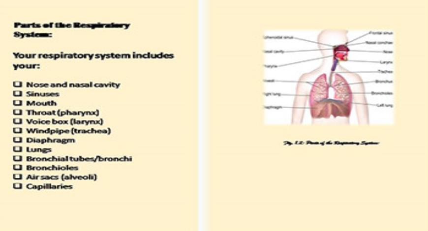 Download Free Medical Respiratory Tract System PowerPoint Presentation