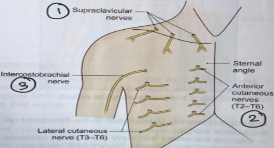Download Medical Notes on Superficial Fascia