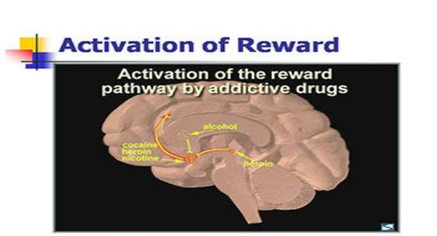 Download Free Medical Addiction Myths and Science PowerPoint Presentation