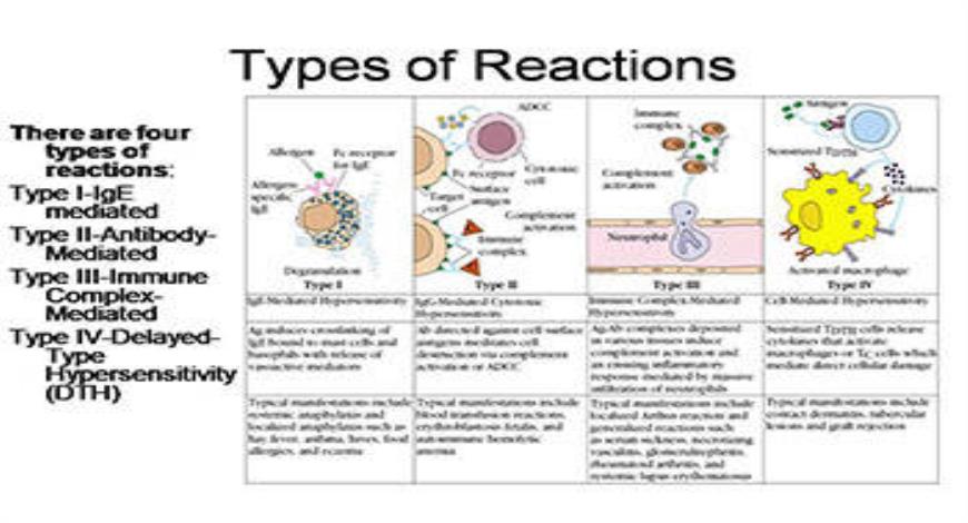 Download Free Medical Hypersensitivity PowerPoint Presentation