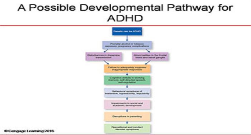 Download Free Medical Attention Deficit Hyperactivity Disorder (ADHD) PowerPoint Presentation