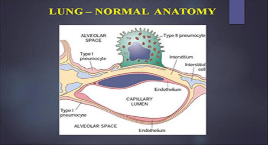 Download Free Medical Respiratory System PowerPoint Presentation