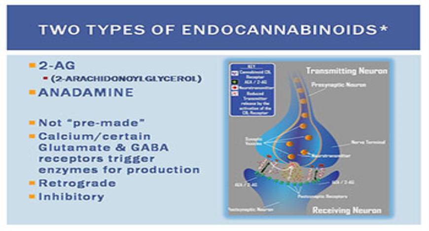Download Free Medical Endocannabinoids PowerPoint Presentation