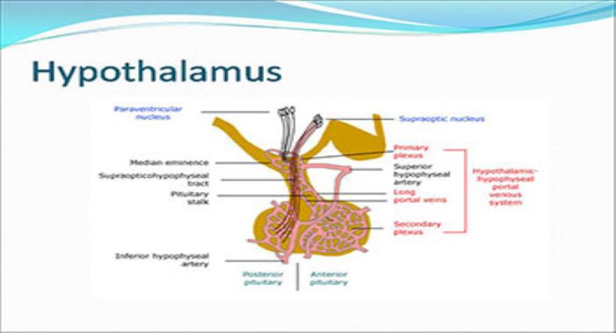 Download Free Medical Pituitary Disorders PowerPoint Presentation