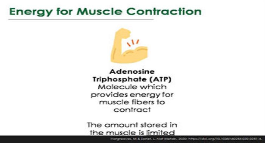 Download Free Medical Overview of Exercise Metabolism PowerPoint ...