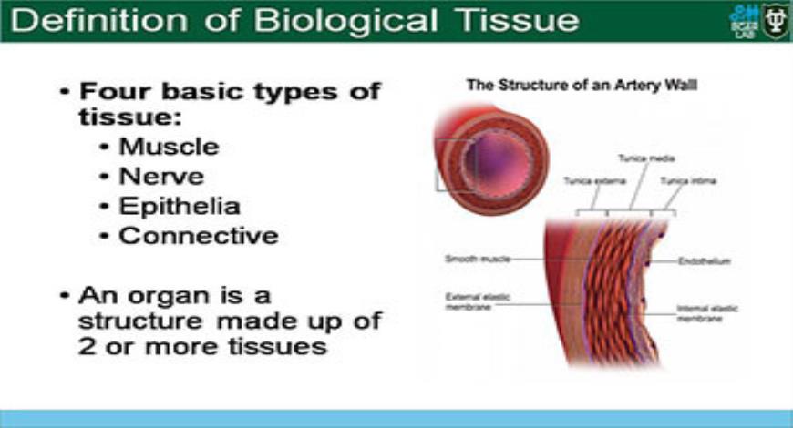 Download Free Medical Definition of Biological Tissue PowerPoint ...