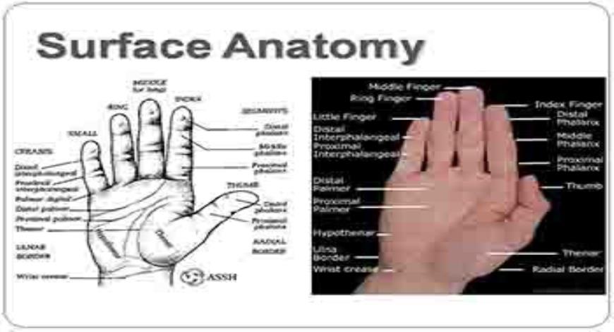 Download Free Medical Hand PowerPoint Presentation