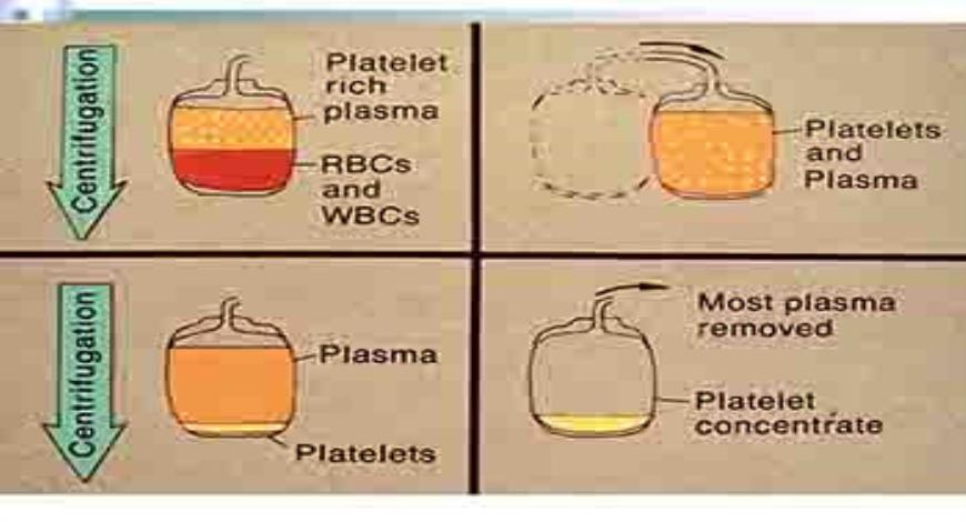 Download Free Medical Basics of Transfusion Therapy PowerPoint Presentation
