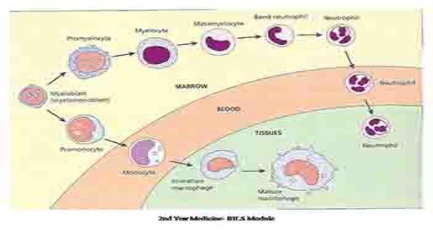 Download Free Medical White Blood Cells-Leucocytes PowerPoint Presentation