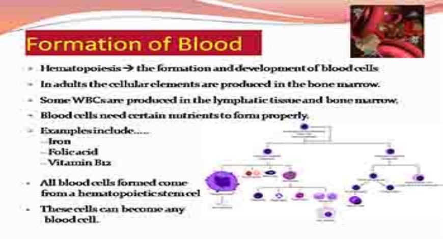 Download Free Medical The Structure and Function of Blood PowerPoint ...