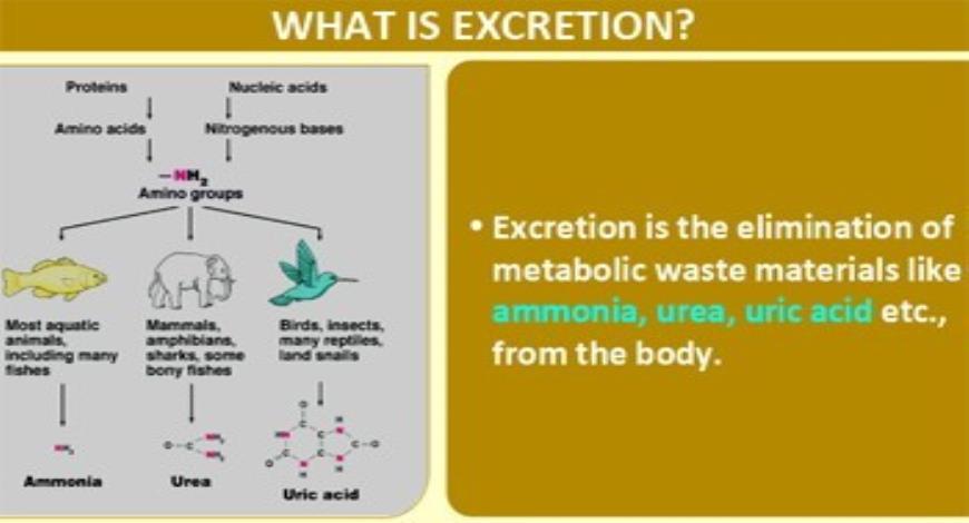 Download Free Medical Excretion PowerPoint Presentation