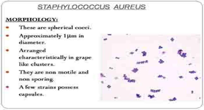 Download Free Medical Staphylococcus PowerPoint Presentation