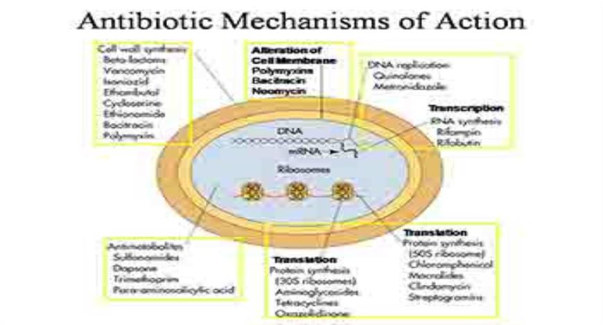 Download Free Medical Antimicrobial Agents PowerPoint Presentation