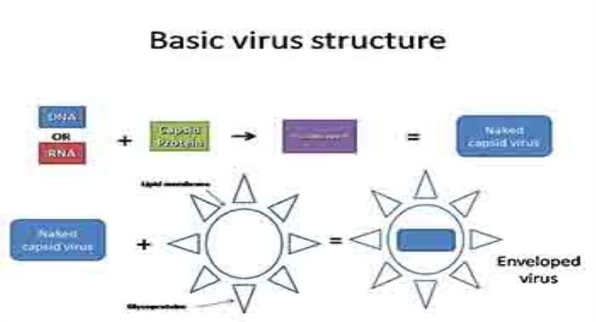 Download Free Medical Viruses PowerPoint Presentation