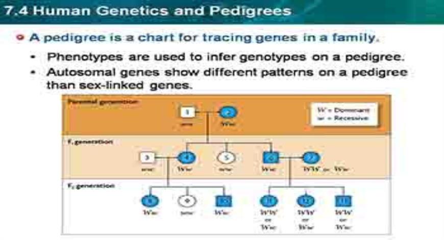 Download Free Medical Human Genetics And Pedigrees PowerPoint Presentation