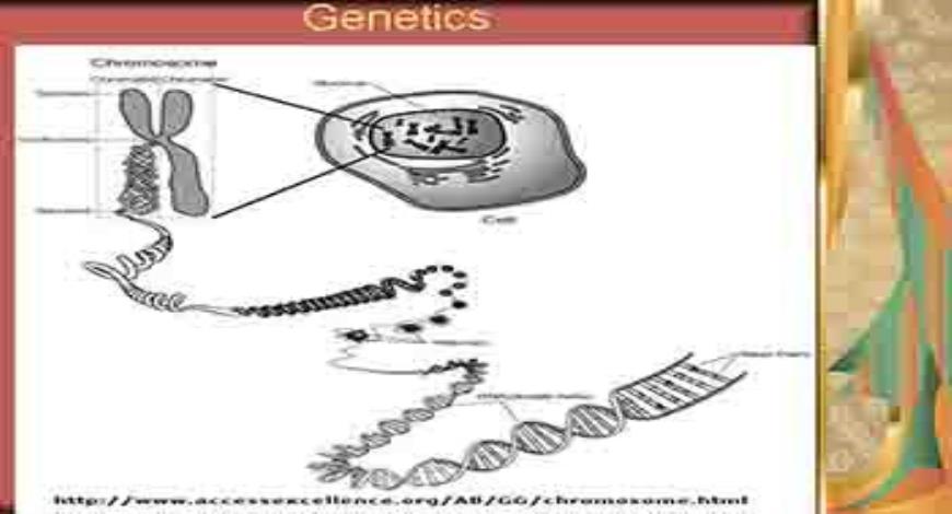 Download Free Medical Genetic Variation PowerPoint Presentation