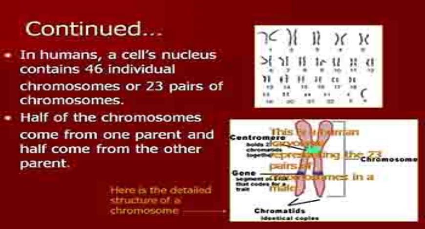 Download Free Medical Genetics Using Punnett Squares PowerPoint ...
