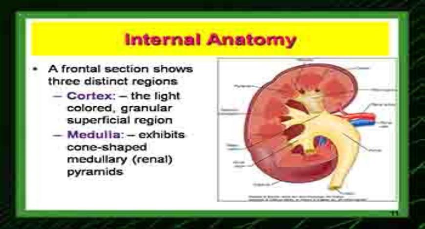Download Free Medical Renal Functions and Basic Concepts PowerPoint ...