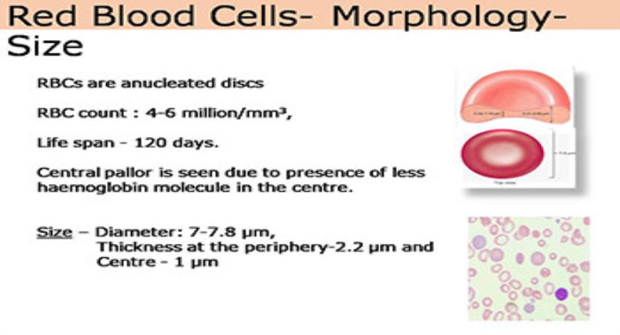 Download Free Medical Red Blood Cell Physiology PowerPoint Presentation