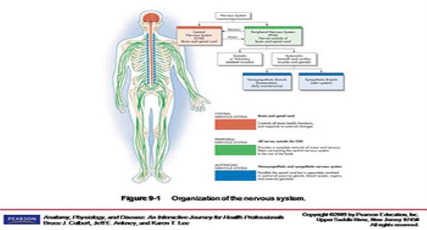 Download Free Medical The Nervous System-The Bodys Control Center ...