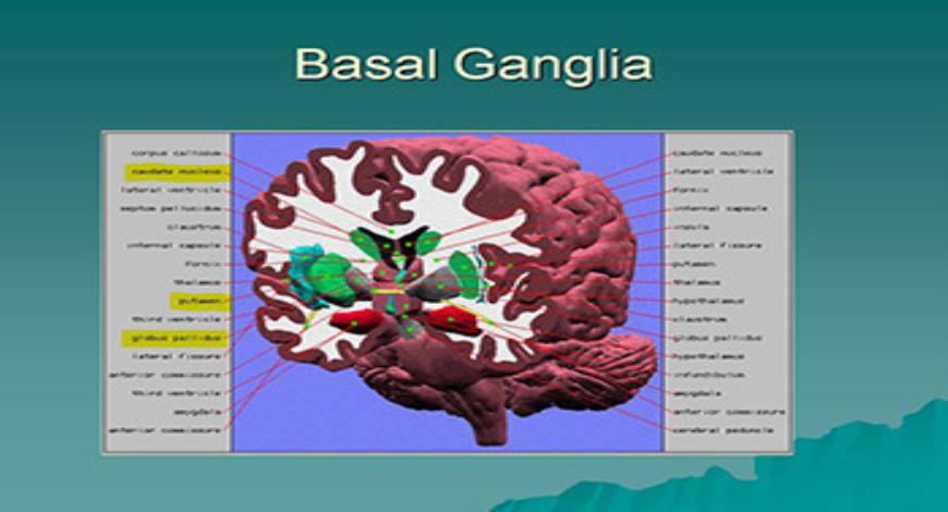 Download Free Medical Movement Disorders PowerPoint Presentation
