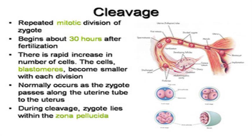 Download Free Medical Implantation Conception Development of Placenta ...