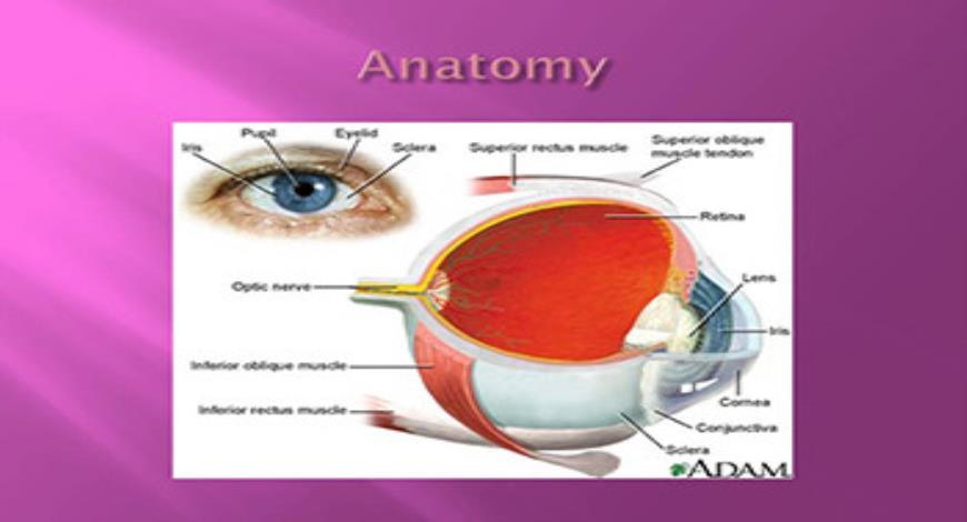 Download Free Medical Eye Infections PowerPoint Presentation