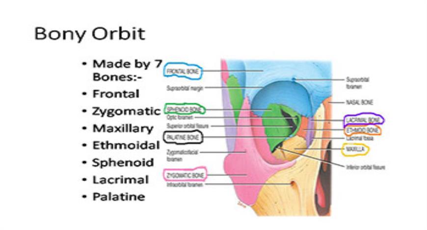 Download Free Medical Ocular Anatomy PowerPoint Presentation