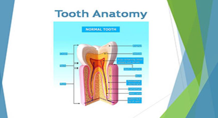 Download Free Medical Basics of Oral Health PowerPoint Presentation