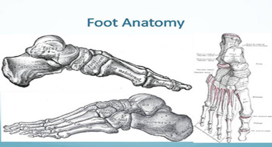 Download Free Medical Common Foot And Ankle Disorders PowerPoint ...
