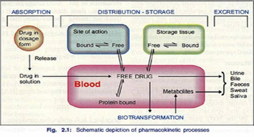 Download Free Medical About Pharmacokinetics PowerPoint Presentation