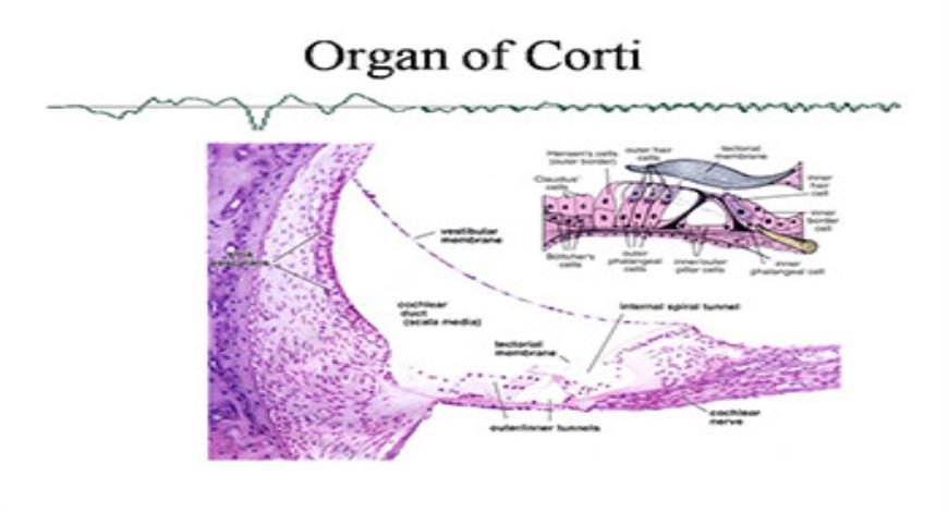 Download Free Medical Anatomy of The Ear PowerPoint Presentation