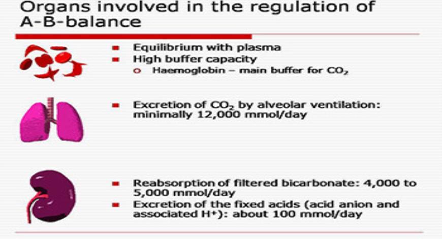 Download Free Medical Acid-Base Balance PowerPoint Presentation