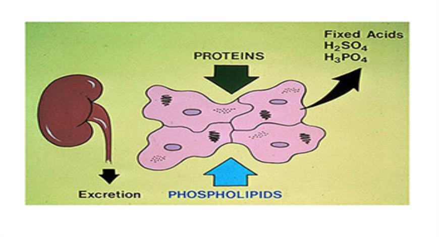 Download Free Medical Acid-Base PowerPoint Presentation