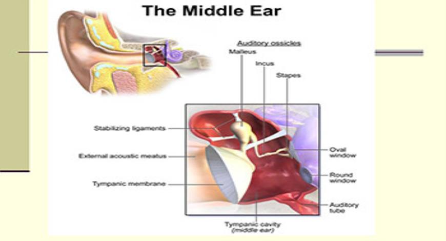 Download Free Medical Middle Ear Disorders PowerPoint Presentation